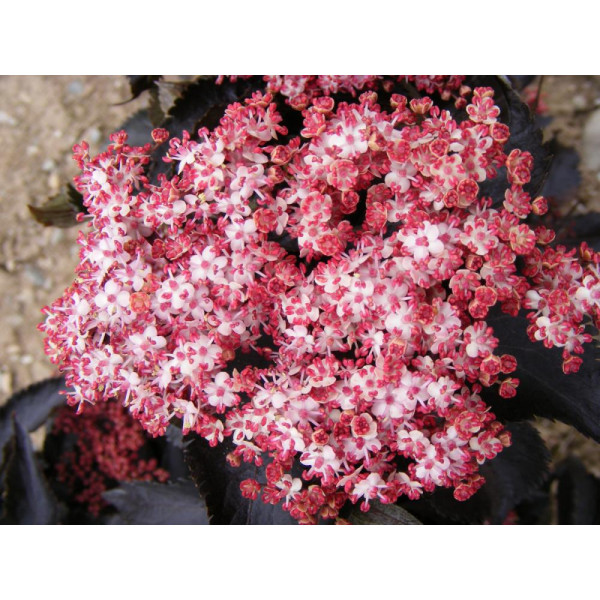 Soc cu frunze rosii (Sambucus nigra Black Lace)