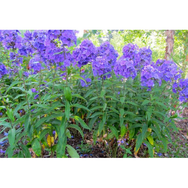 Brumarele (Phlox blue boy)
