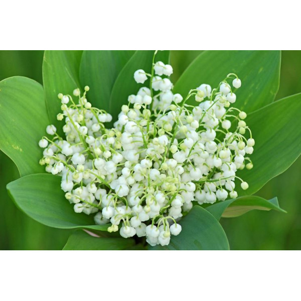 Lacramioare (Convallaria majalis)
