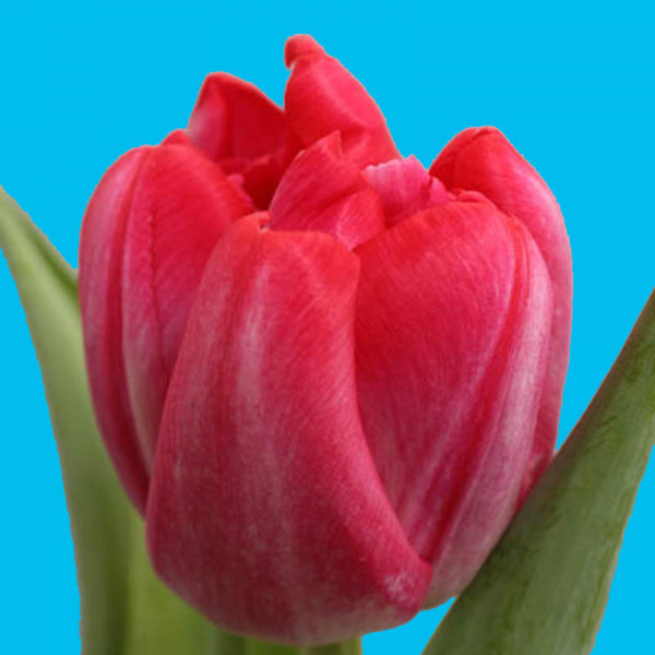 Lalele Robinho (Tulips Robinho)