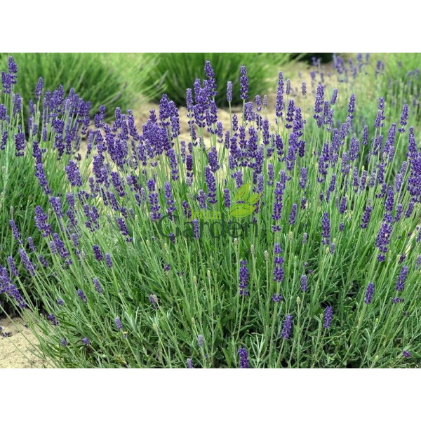 Levantica violet (Lavanda Valence Dark)
