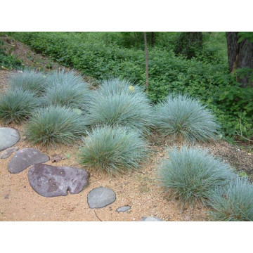 Iarba albastra (Festuca glauca cinerea)