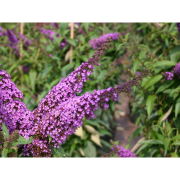 Liliac de vara (Buddleja Ille de France)