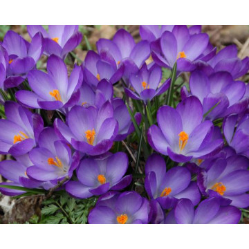 Branduse Ruby giant ( Crocus Ruby)