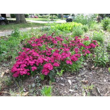 Garofite purpurii (Dianthus Barbarini Purple)