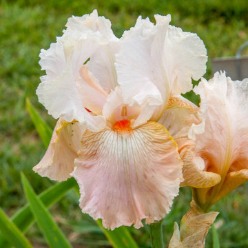 Iris 'Frappe'
