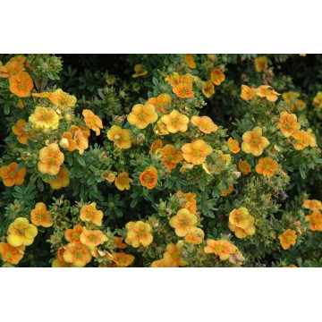 Potentilla Sunset