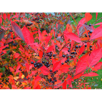 Aronia hugin (Aronia melanocarpa Hugin)