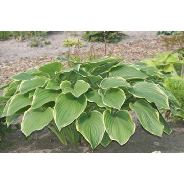 Hosta 'Prima donna'