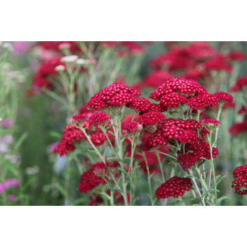 Coada soricelului rosie (Achilea millefolium Red Velvet)