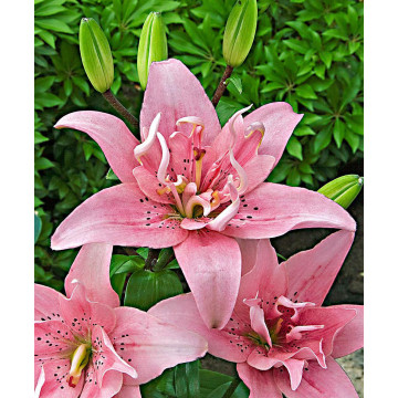 Crini Elody (Lilies Elody)