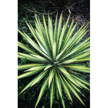 Iuca galbena (Yucca filamentosa Gold Heart)