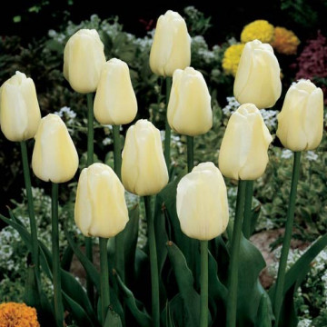 Lalele Ivory floradale (Tulips Ivory floradale)