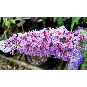 Liliac de vara (Buddleja Ille de France)