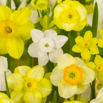 Narcise Botanic Mix (Narcissus Botanic Mix)