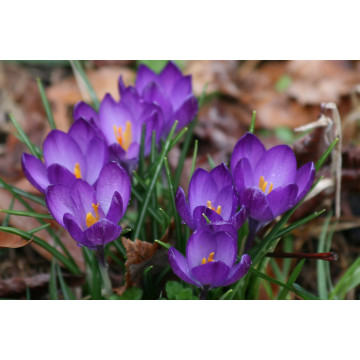 Branduse Ruby giant ( Crocus Ruby)