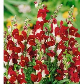 Gura leului rosie (Antirrhinum antiq red white)