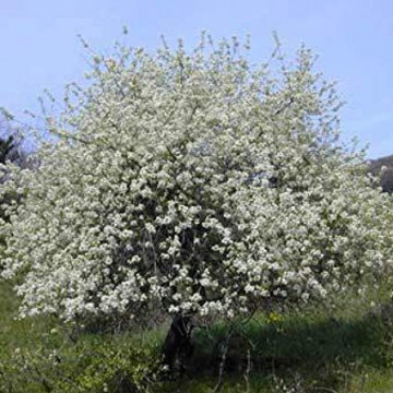 Visin turcesc ( Prunus mahaleb)