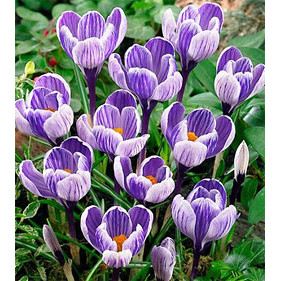 Branduse - King Of Stripes