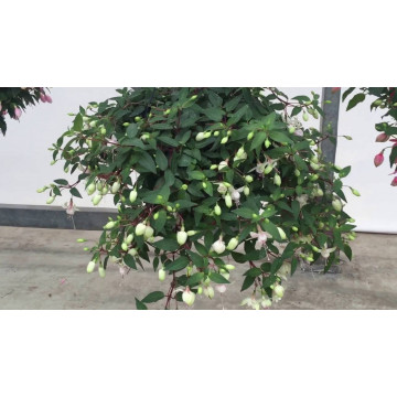 Cercelus alb (Fuchsia Harry Grey)