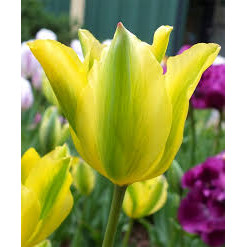 Lalele Formosa (Tulips Formosa)