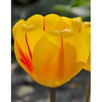 Lalele Juliette (Tulips Juliette)