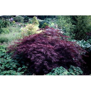 Artar japonez Garnet (Acer palmatum Garnet)