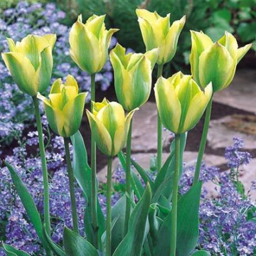 Lalele Formosa (Tulips Formosa)