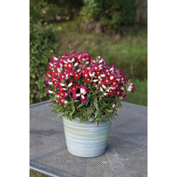 Gura leului rosie (Antirrhinum antiq red white)