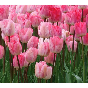 Lalele Ganders rhapsody (Tulips Ganders rhapsody)