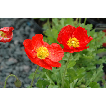 Mac rosu (Papaver Spring Fever Red)