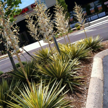 Iuca galbena (Yucca filamentosa Gold Heart)
