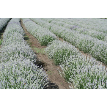 Lavanda, levantica alba (Lavandula ang. Alba)