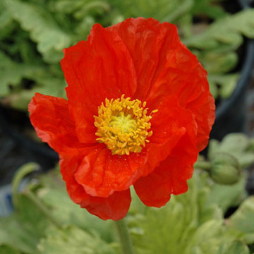 Mac rosu (Papaver Spring Fever Red)