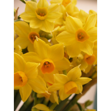 Narcise Scilly valentine (Narcissus Scilly valentine)