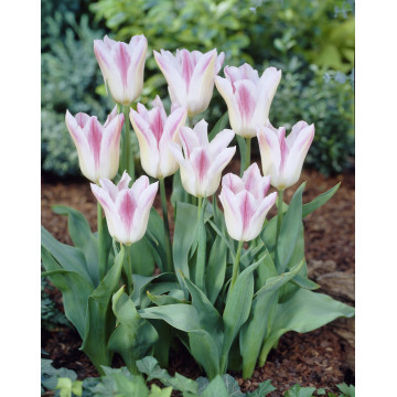 Lalele Holland chic (Tulips Holland chic)