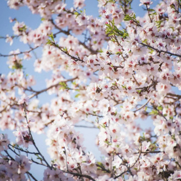 Migdal (Prunus amygdaloides)