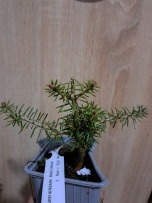 Brad corean (Abies koreana) ghiveci