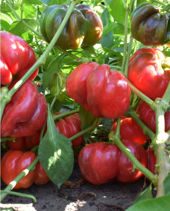 Ardei gogosar Rod F1 250 sem