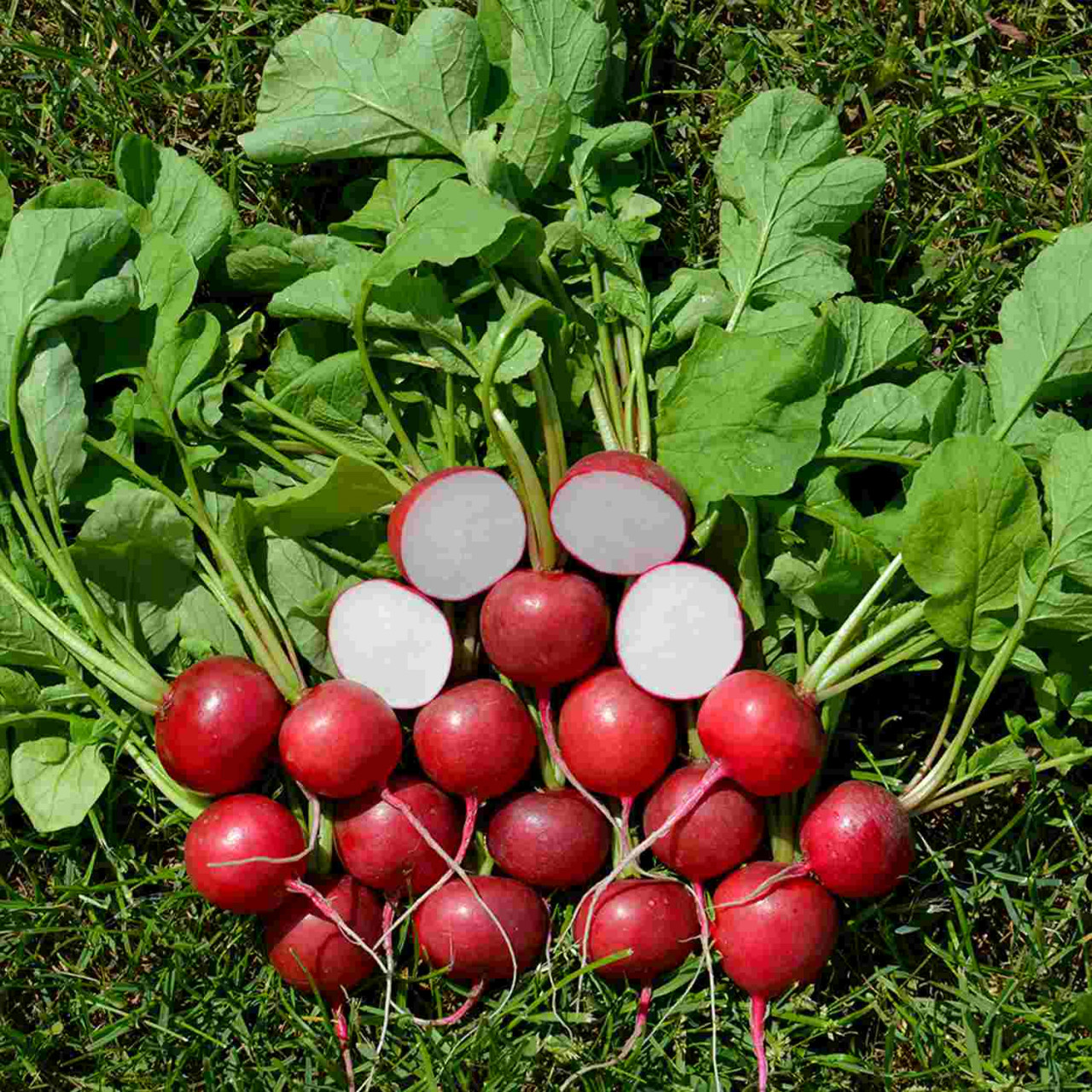 Ridichi diego F1 25.000 sem