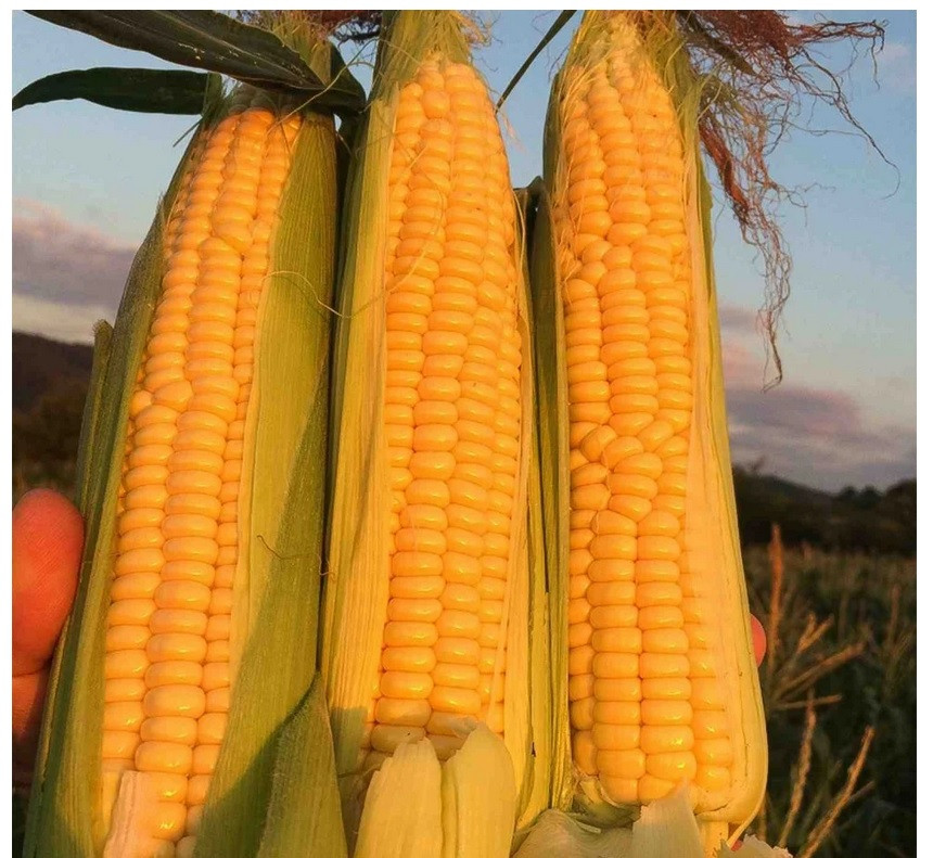 Porumb Sweet Nugget F1 5.000 sem