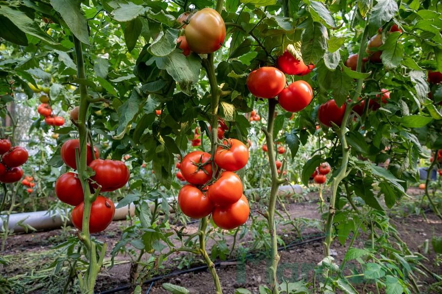 Tomate Vitara F1 100 sem