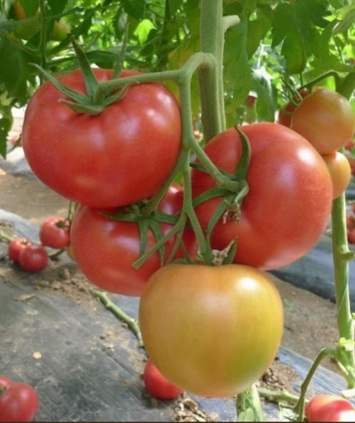 Tomate Pinkid F1 100 sem