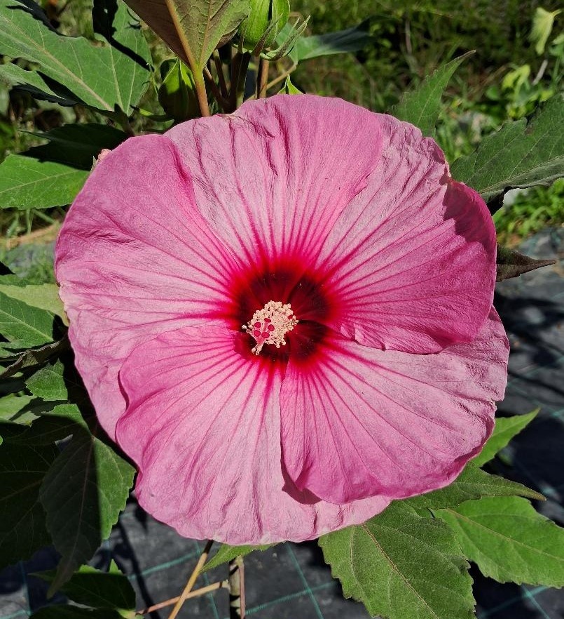 Hibiscus moscheutos Summerific Candy Crush