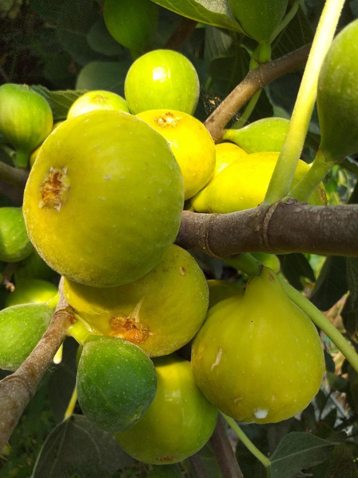 Smochin - Pepiniera Peris | Arbusti fructiferi exotici si ornamentali ...