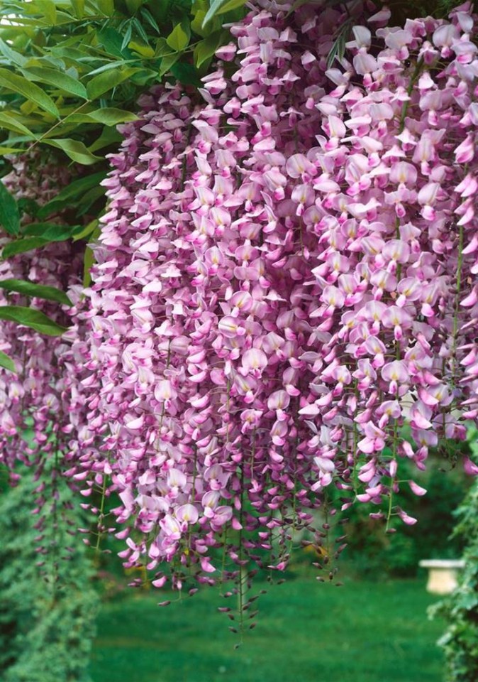Glicina Roza sau Wisteria Floribunda Honbeni