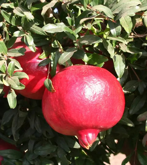 Rodie -rodiu planta( Punica Granatum ACCO) 100-120 cm