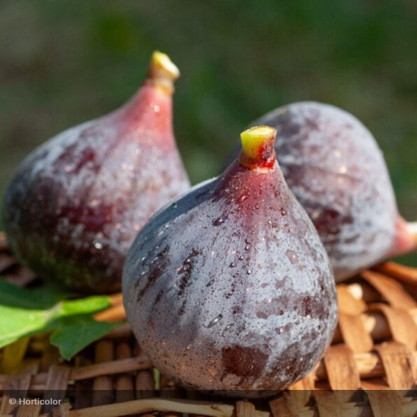 Smochin - Pepiniera Peris | Arbusti fructiferi exotici si ornamentali ...