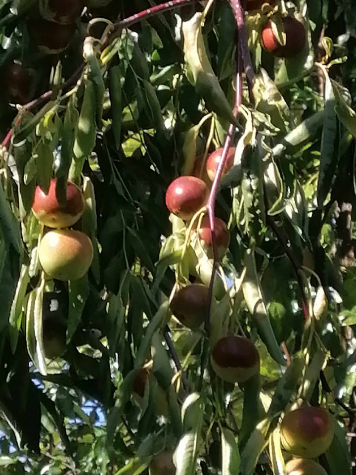 Curmalul Chinezesc ,Ziziphus jujuba DONG ZAO 130-150 CM la ghiveci