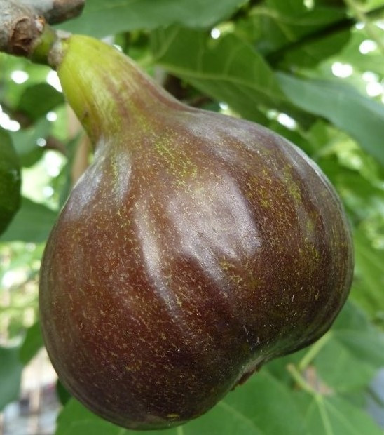 Smochin - Pepiniera Peris | Arbusti fructiferi exotici si ornamentali ...